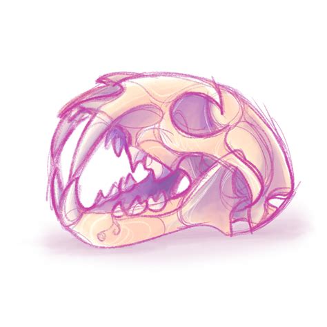 Clouded Leopard Skull By Bingybongo On Deviantart