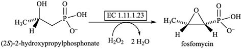 Fosfomycin Biosynthesis