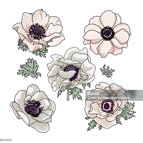 꽃 부케 디자인에 대한 설정 Og 손으로 그린 말미잘 정원 핑크 복숭아 라벤더 크림 분말 창백한 왁스 꽃 녹지 잎 웨딩 벡터