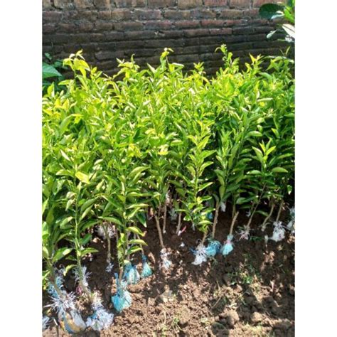 Grafted Orange Siem Tropical Fruit Tree 15 19 Best Sellers Mekar