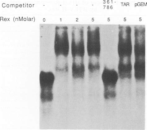 Complexes Between Rex And Htlv Ii Ltr Rna Detected With The Gel Download Scientific Diagram