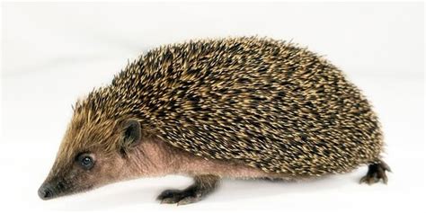 Tier Des Jahres 2024 Igel Bald Auf Roter Liste Tazde