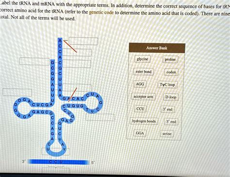 Label The Trna And Mrna With The Appropriate Terms In Addition Determine The Correct Sequence