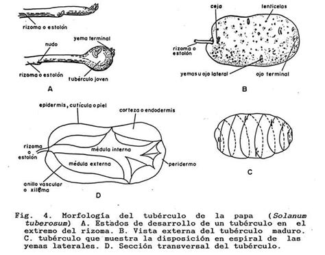 Las Partes De La Patata