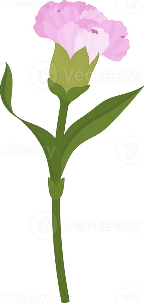Pink Carnation Flower Hand Drawn Illustration 10171429 Png
