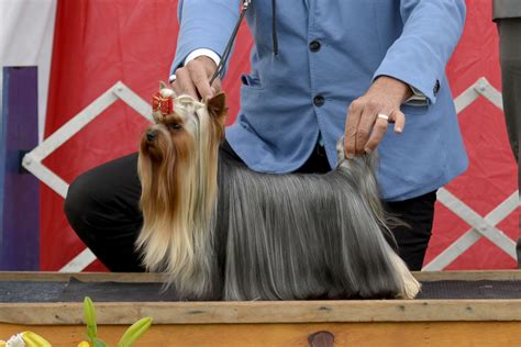 Timi Diamondblue Yorkshire Terrier