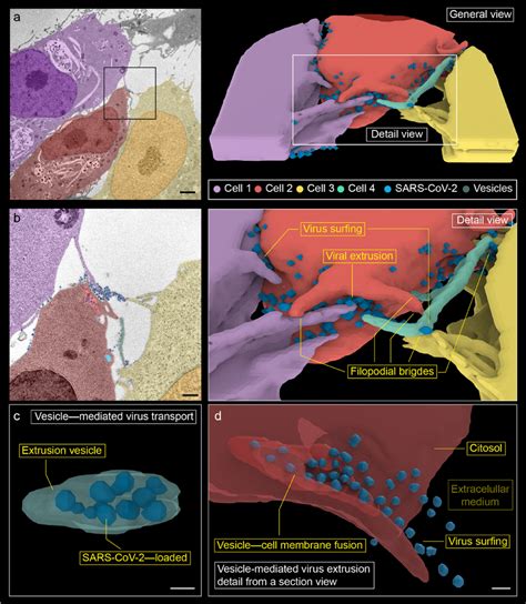 Three Dimensional Reconstruction From 14 Serial Electron Micrographs A Download Scientific