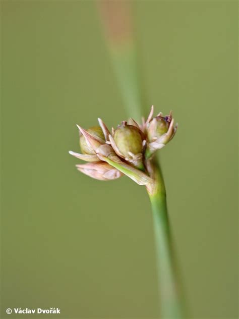 Juncus Filiformis Sítina Niťovitá Juncaceae Sítinovité Natura