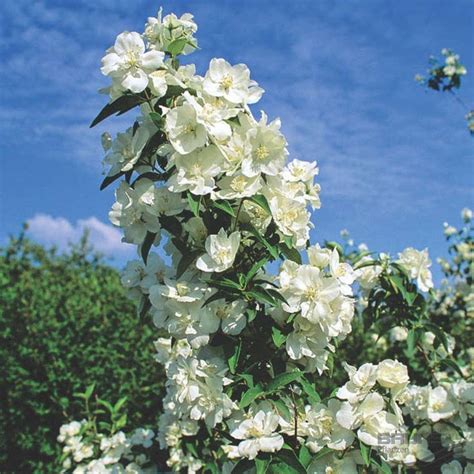 white flowers are blooming on a bush with blue sky in the background