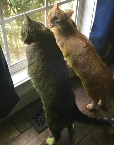 The Cats Meow And What It Means Cat Behavior Alliance