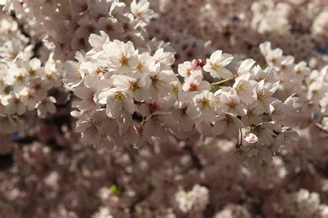 Sakura Cherry Blossom Musim Semi Foto Gratis Di Pixabay Pixabay