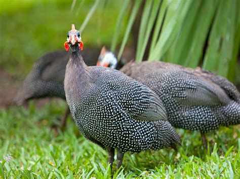 Lets Talk Guinea Hens For Backyards Page 3 Ar15com