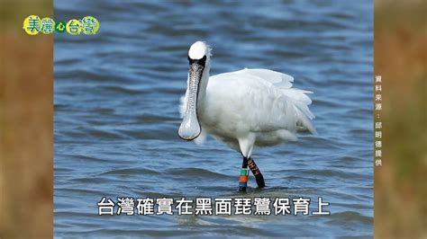 【高雄茄萣區】一群拍鳥愛鳥的生態保護者｜環境保護｜207｜美麗心台灣 Youtube