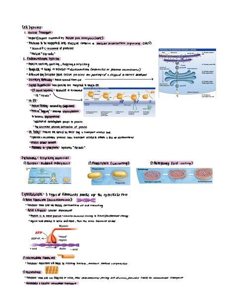 Cell Systems And Signaling BIOLOGY Studocu