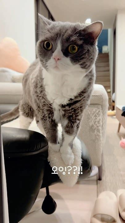 고양이 상상 속 산책 여기 어때 In Jeju Cat 제주도 에코랜드 Cute 고양이표정 귀여운 고양이
