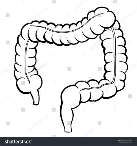 Large Intestine Vector Icon Isolated On Stock Vector Royalty Free