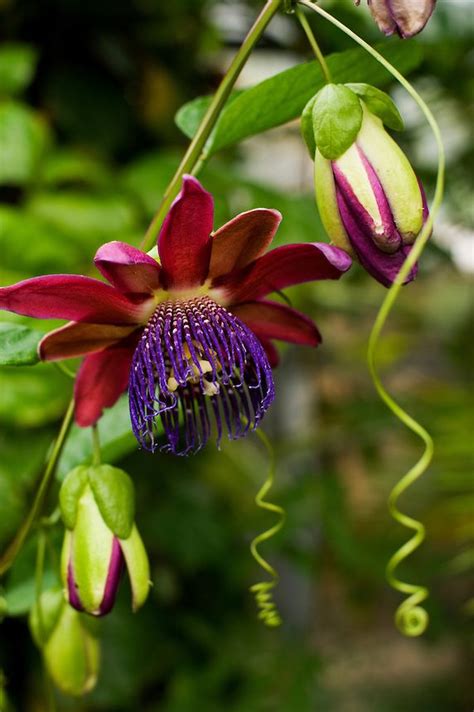 Passion Flower Skye Hohmann Photography And Writing Unusual Flowers