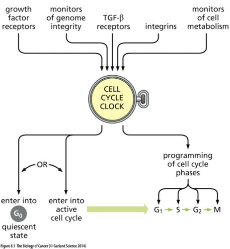Chapter 8 Cell Cycle Control By Prb Part 1 Flashcards Quizlet