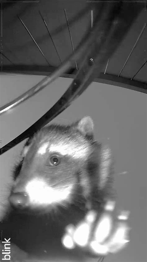 Camera Play Album On Imgur