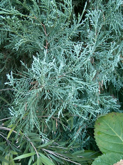 Juniperus Scopulorum Blue Heaven Pépinière Cramer Inc