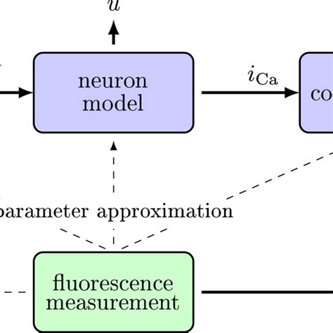 Overview Of Mimicking Measured Neuronal Activity Depending On The