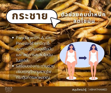 กระชาย คุมน้ำหนัก ลดไขมัน สถาบันการแพทย์แผนไทยอภัยภูเบศร