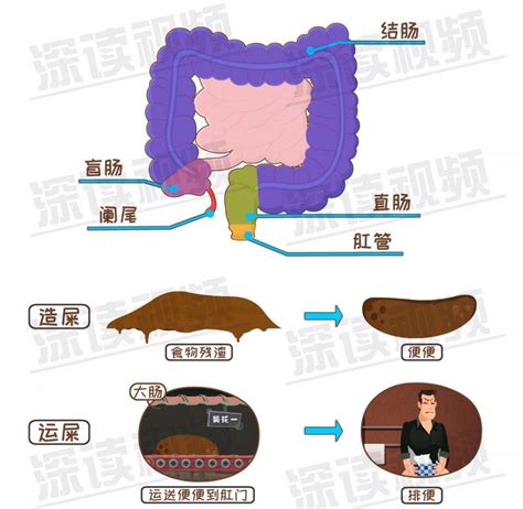 严重便秘是种怎样的体验？ 知乎
