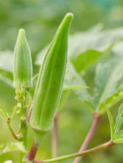 Okra Plant How To Grow Care For And Harvest Quick Guide Planet