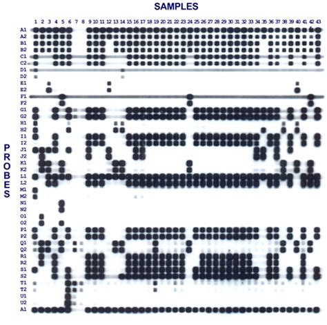 Multiplex Pcr And Reverse Line Blot Hybridization Assay Mpcrrlb