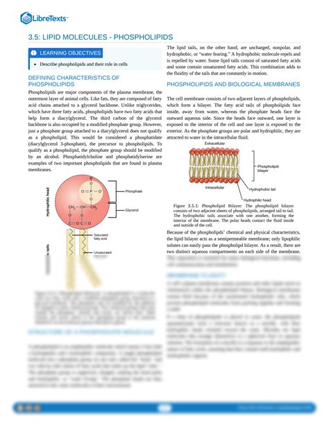 Solution Lipid Molecules Phospholipids Studypool