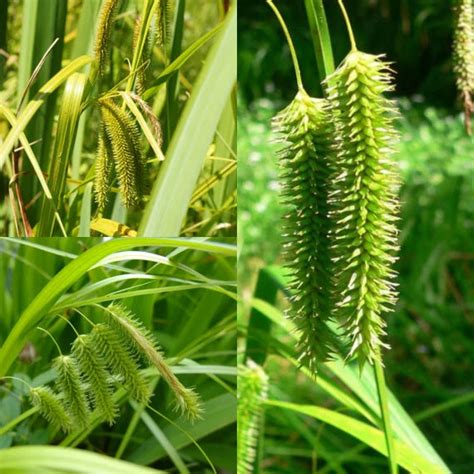 Carex Pendula Seeds For Planting Elegant Drooping Sedge Grass Peren Neeraseeds