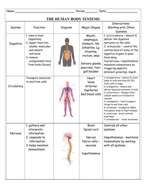 All Body Systems Diagram Human Body Systems Diagram Vector S