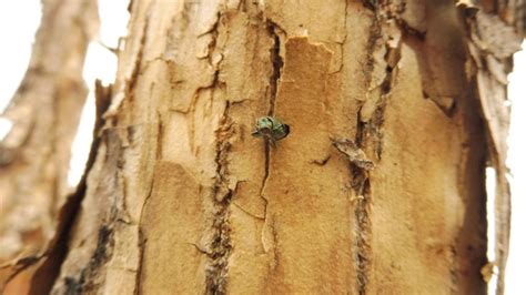 2nd Colorado Case Of Emerald Ash Borer Outside Of Quarantine