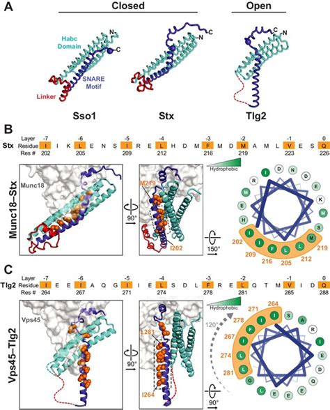 Figures And Data In The Sec1 Munc18 Protein Vps45 Holds The Qa Snare Tlg2 In An Open