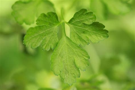 Premium Photo Parsley