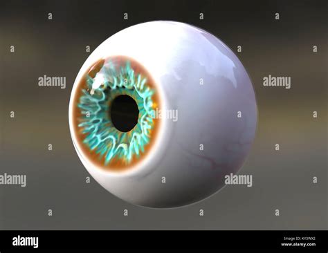 Human Eyeball Hi Res Stock Photography And Images Alamy