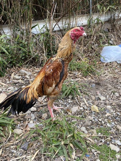 大軍鶏 日和田 食用有精卵5個 卵、乳製品