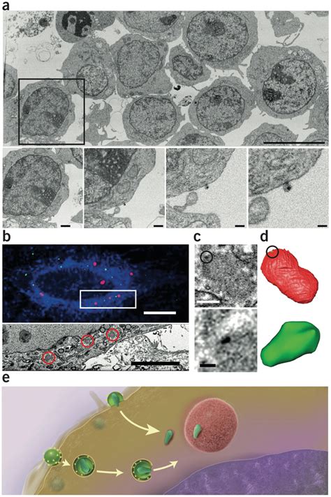 Imaging The Large And Small By FIB SEM A Very Large Fields Of View Download Scientific