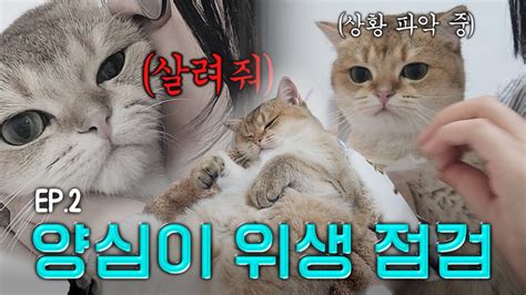 고양이 Vlog Ep2 똑똑~ 위생 점검 왔습니다 Youtube