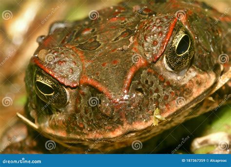 Tropical Toad In The Rainforest At Napo River Basin Amazon Rainforest