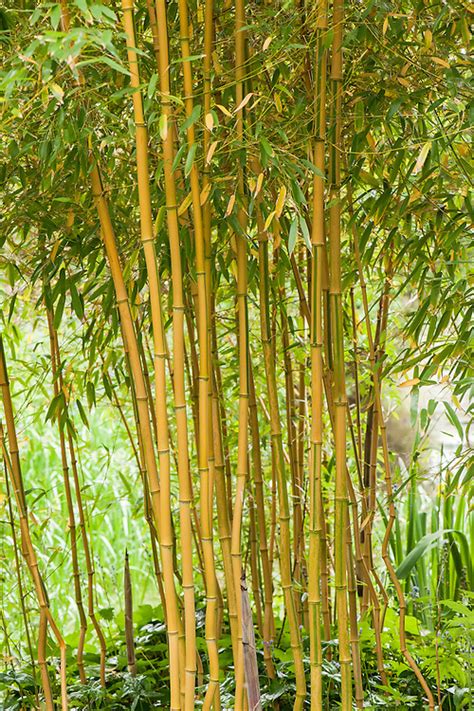 Phyllostachys Aureosulcata