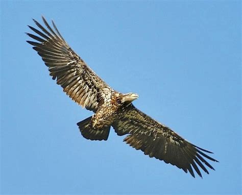 Ptice Hrvatska Enciklopedija