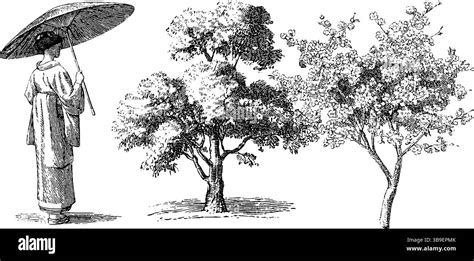 Traditional Japanese Bride With Umbrella And Sakura Trees Engraving For