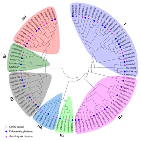 Multiple Sequence Alignment Of The Wrky Domain Among R Glutinosa