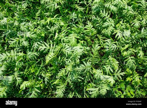 Vibrant Green Nature Background Stock Photo Alamy