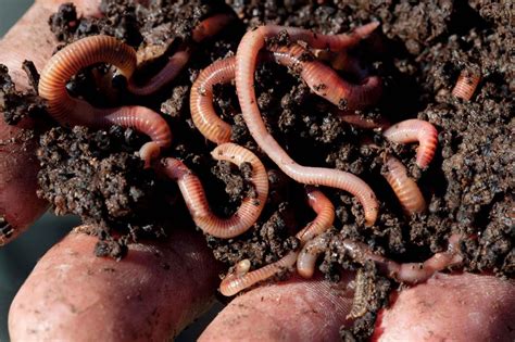 The Nose Knows Where Does The Smell Of Rust Come From New Scientist