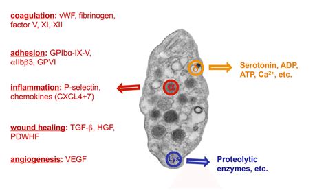 6 Platelet Granule Content Platelets Contain Three Major Types Of