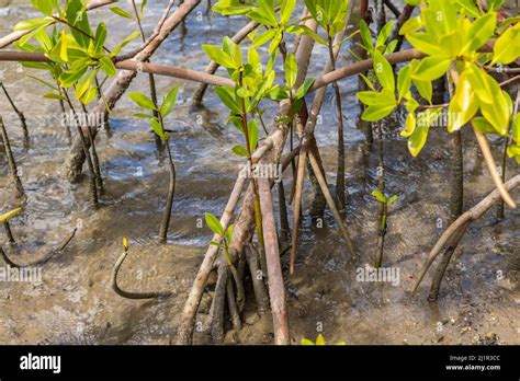 Mangroves At The Beautiful Santa Martha Bay On The Island Curacao In