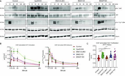 Retromer Vps35 And Snxs Depletion Altered The Kinetics Of Download Scientific Diagram
