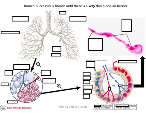 Bronchi Branchings Quiz
